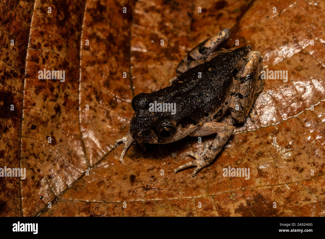 Slender armed frog hi-res stock photography and images - Alamy