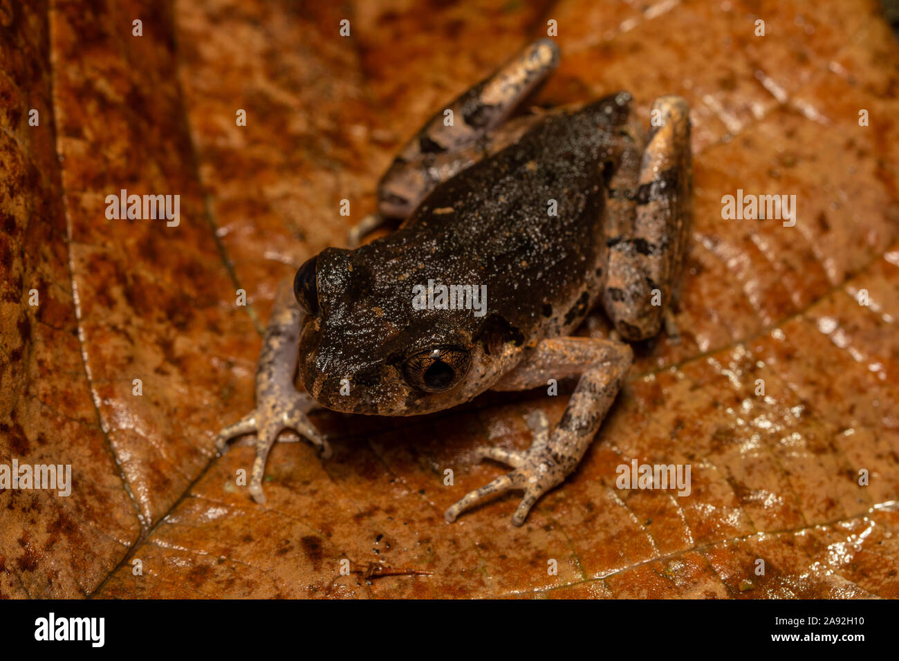 Metacarpal tubercled toad hi-res stock photography and images - Alamy