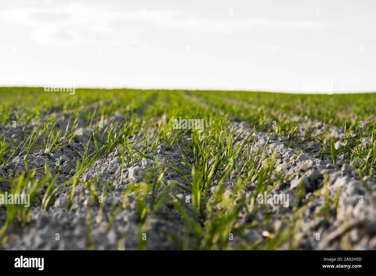Field of young wheat seedlings growing in autumn. Young green wheat ...