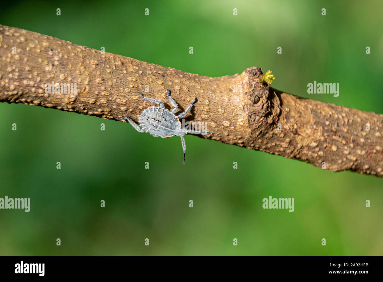 Grey silver Pentatomidae species (commonly known as stink bug, jewel ...