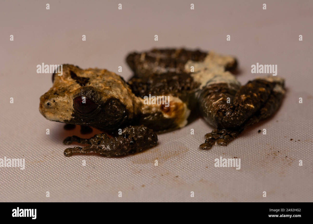 Whistling frog hi-res stock photography and images - Alamy