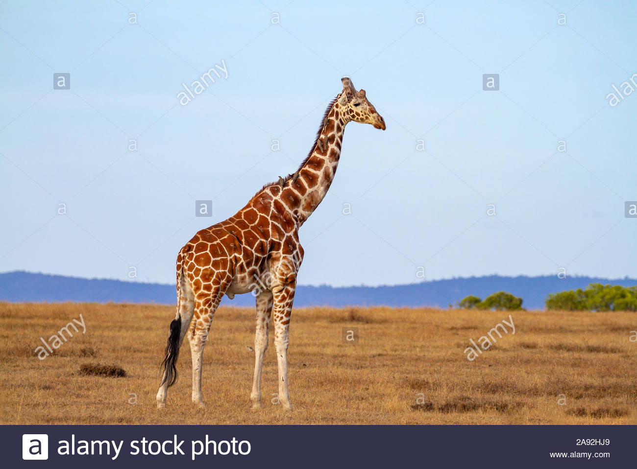 Nubian Giraffe High Resolution Stock Photography and Images - Alamy