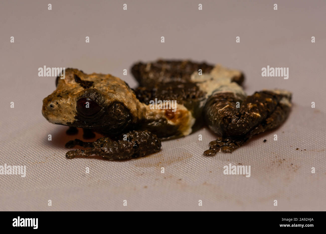 White-spotted Bug-eyed Frog (Theloderma albopunctatum) from Cúc Phương ...