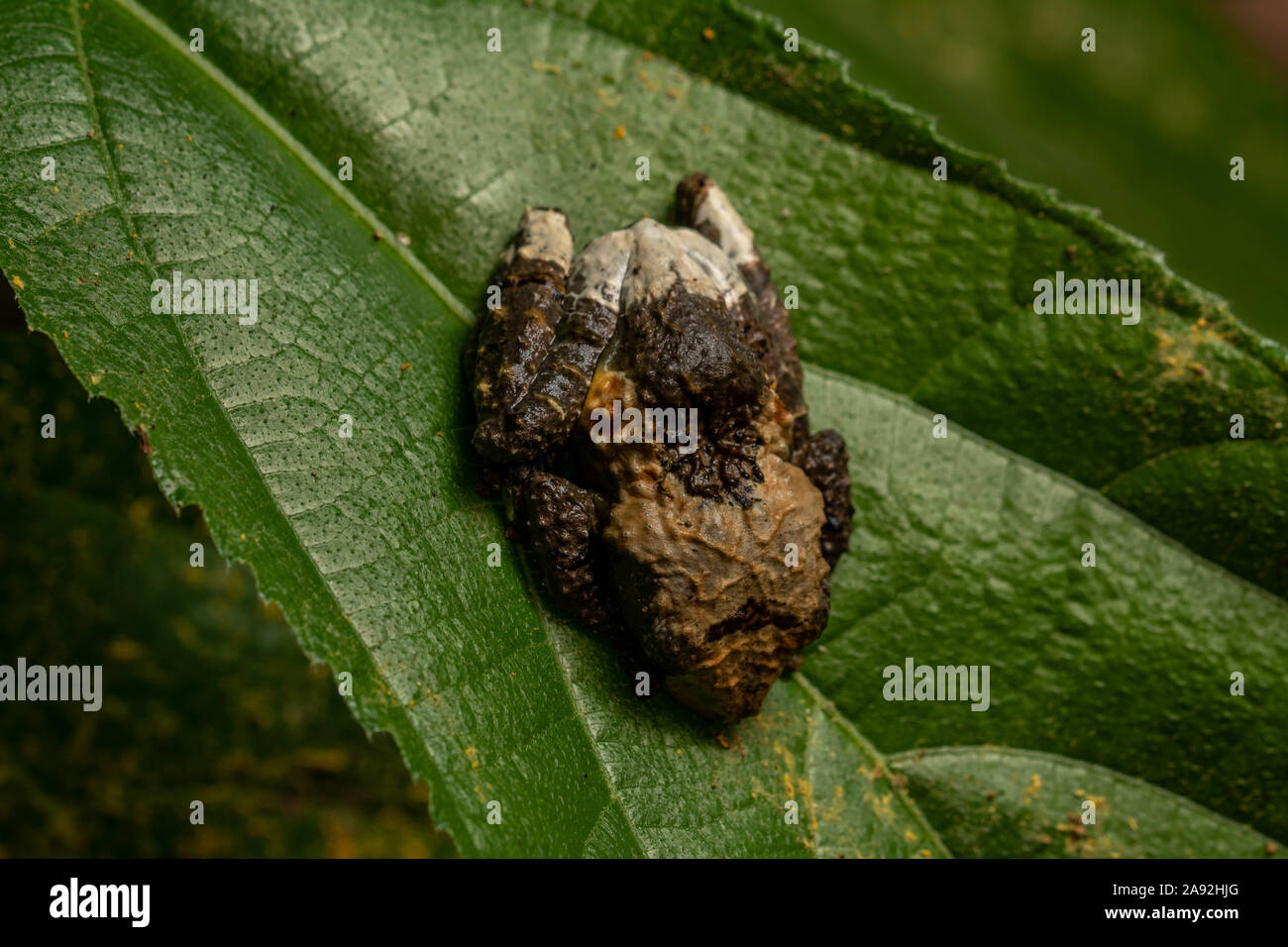 Whistling tree frog hi-res stock photography and images - Alamy