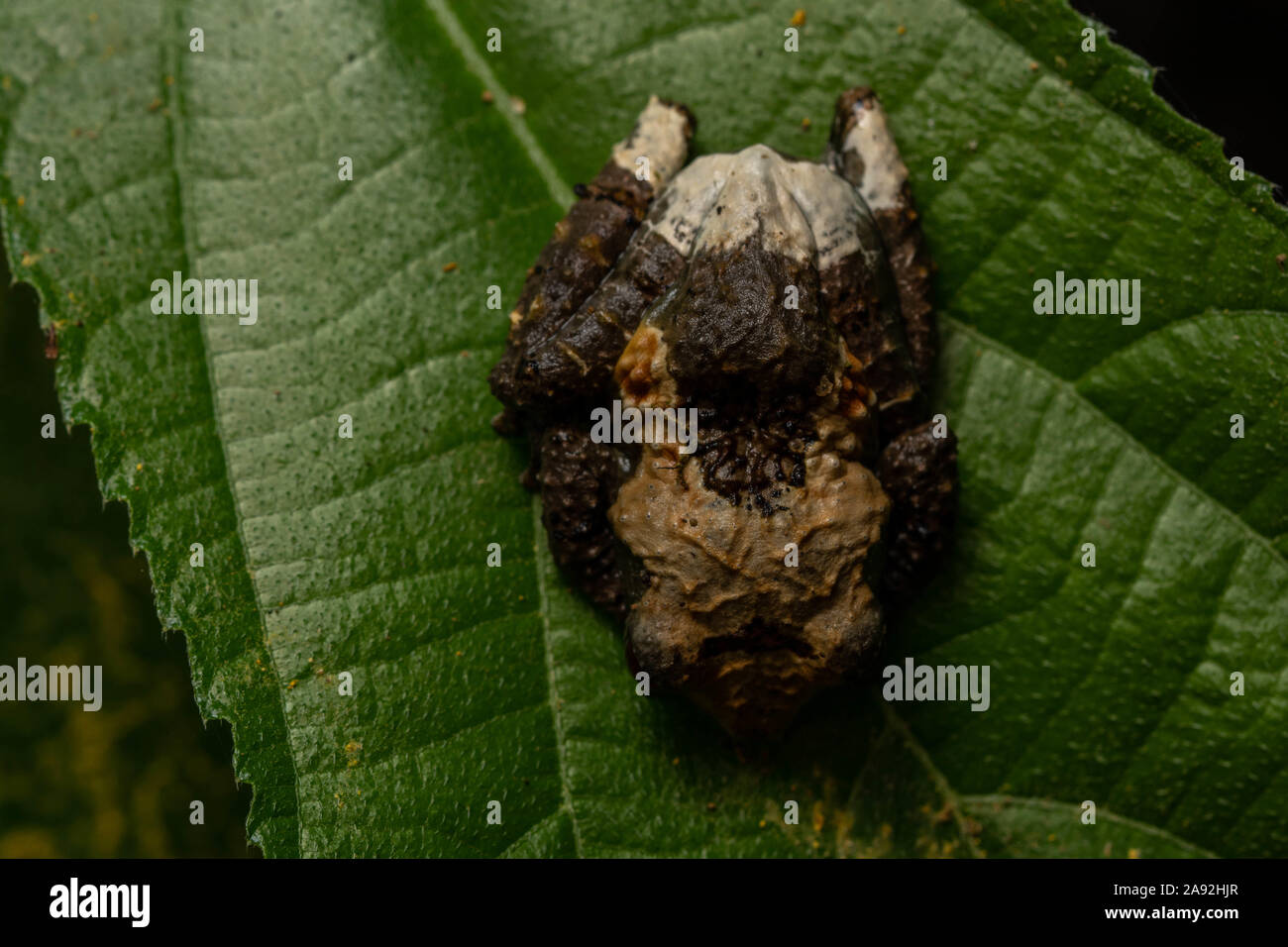 Rough paddle leg frog hi-res stock photography and images - Alamy
