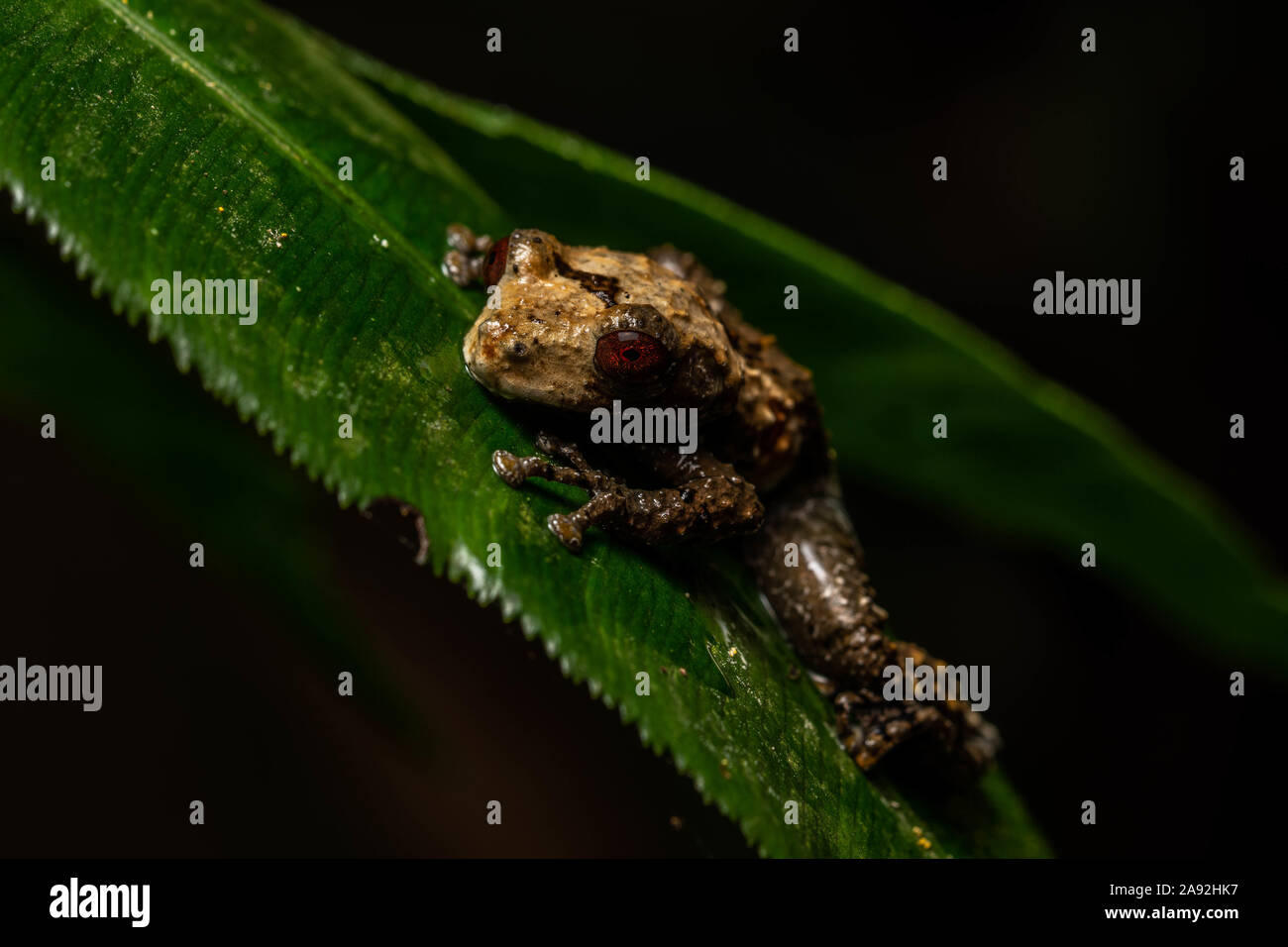 Whistling tree frog hi-res stock photography and images - Alamy