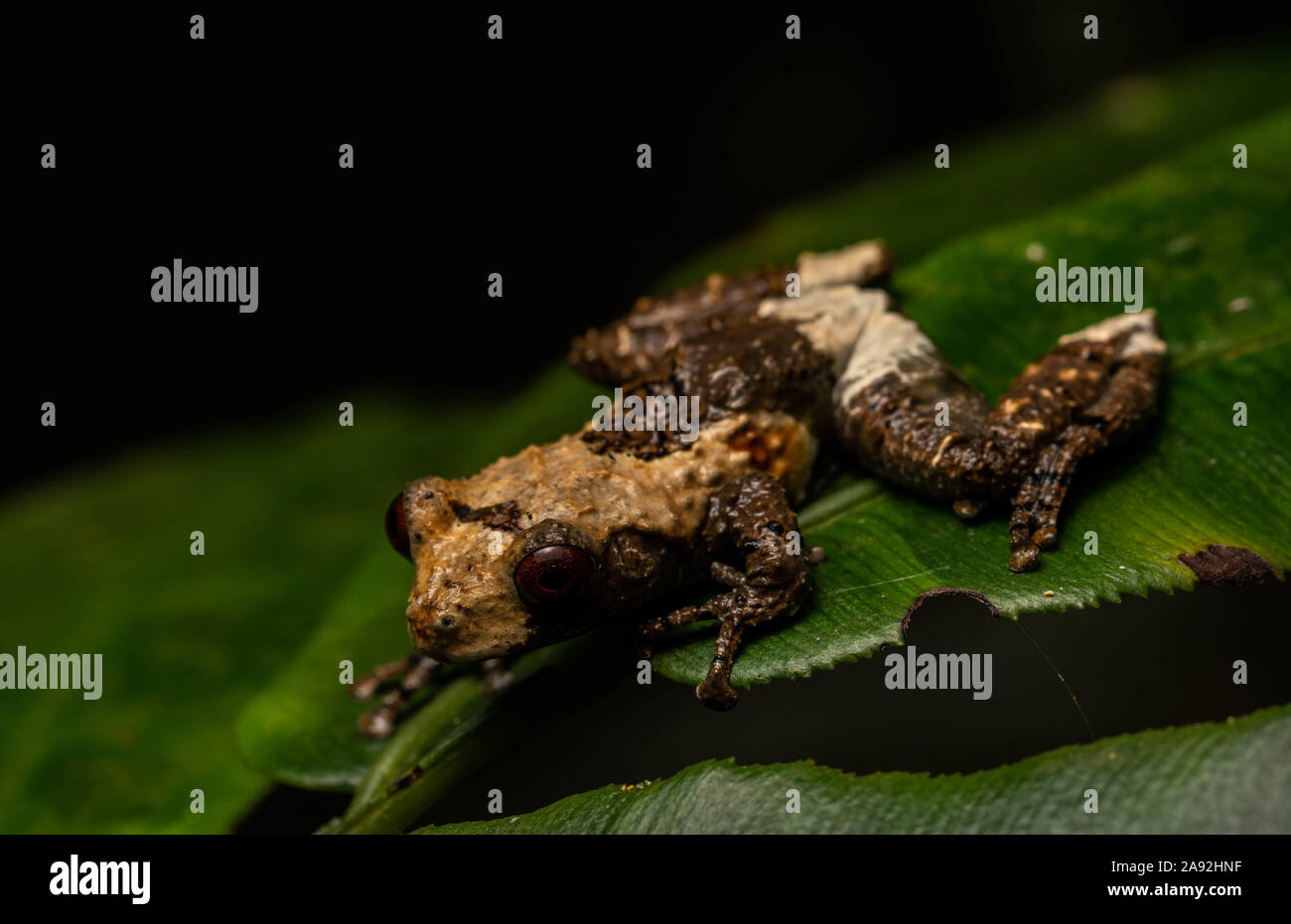 Whistling tree frog hi-res stock photography and images - Alamy
