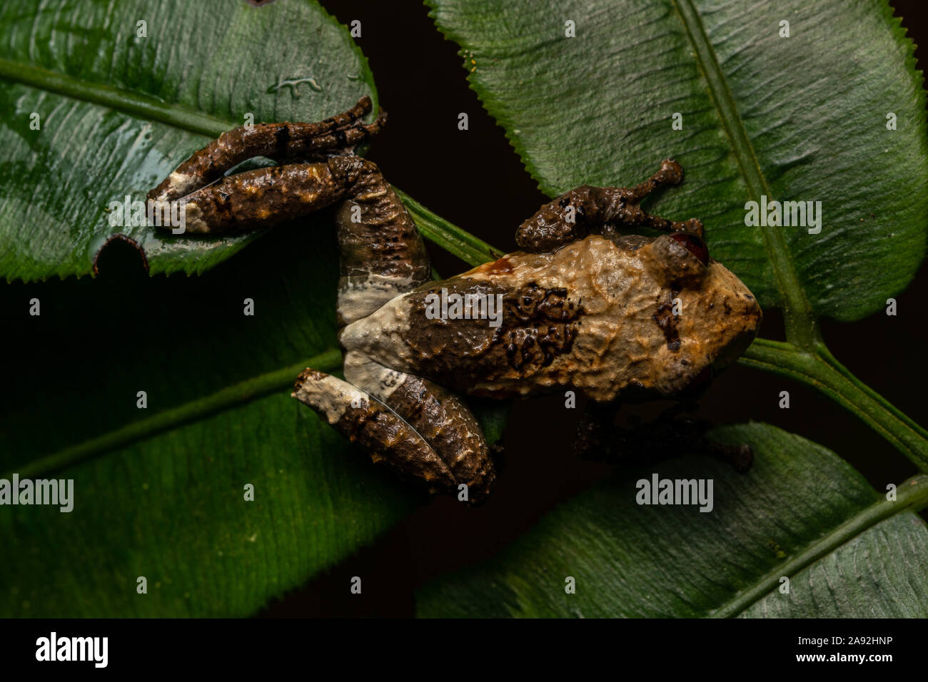 Whistling tree frog hi-res stock photography and images - Alamy