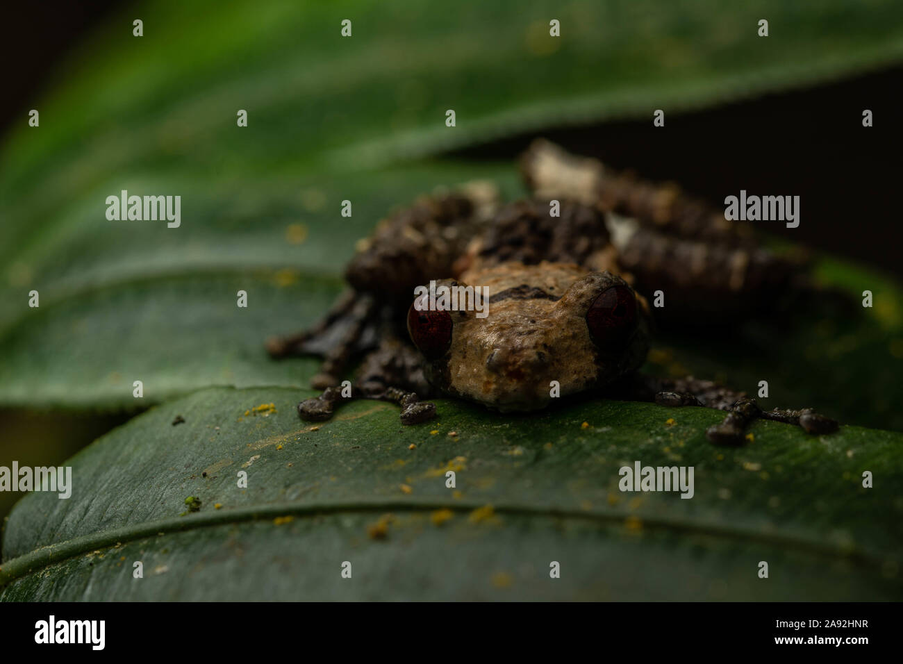 White-spotted Bug-eyed Frog (Theloderma albopunctatum) from Cúc Phương ...
