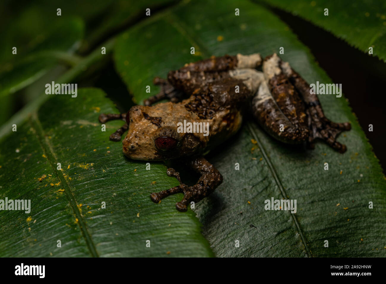 Gray eyed tree frog hi-res stock photography and images - Alamy