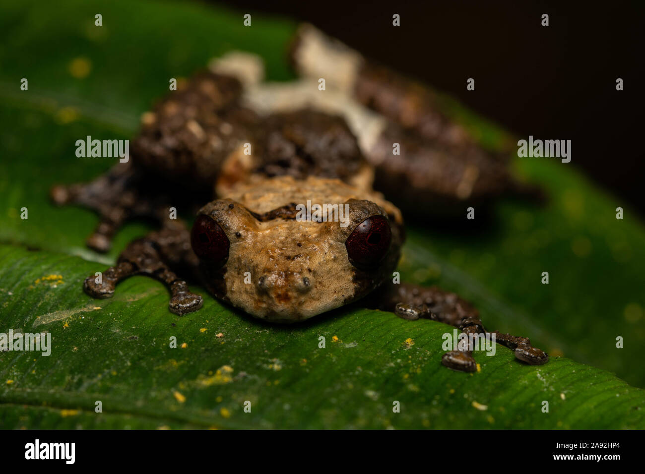 Whistling Frog High Resolution Stock Photography and Images - Alamy