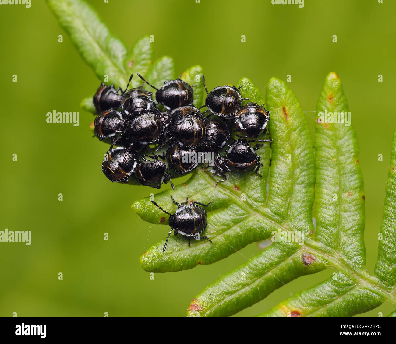 Common Green Shieldbug early instar nymphs huddled together on fern ...