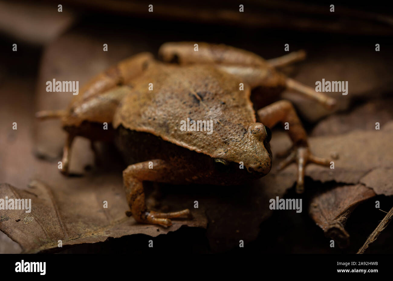 Microhyla heymonsi hi-res stock photography and images - Alamy