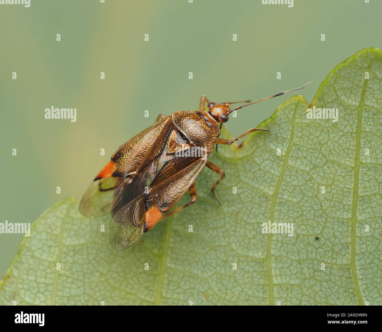 From sycamore hi-res stock photography and images - Alamy