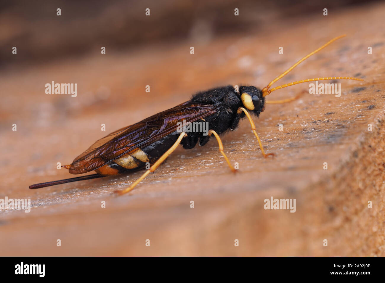 Female Urocerus gigas sawfly at rest on larch log. Tipperary, Ireland ...