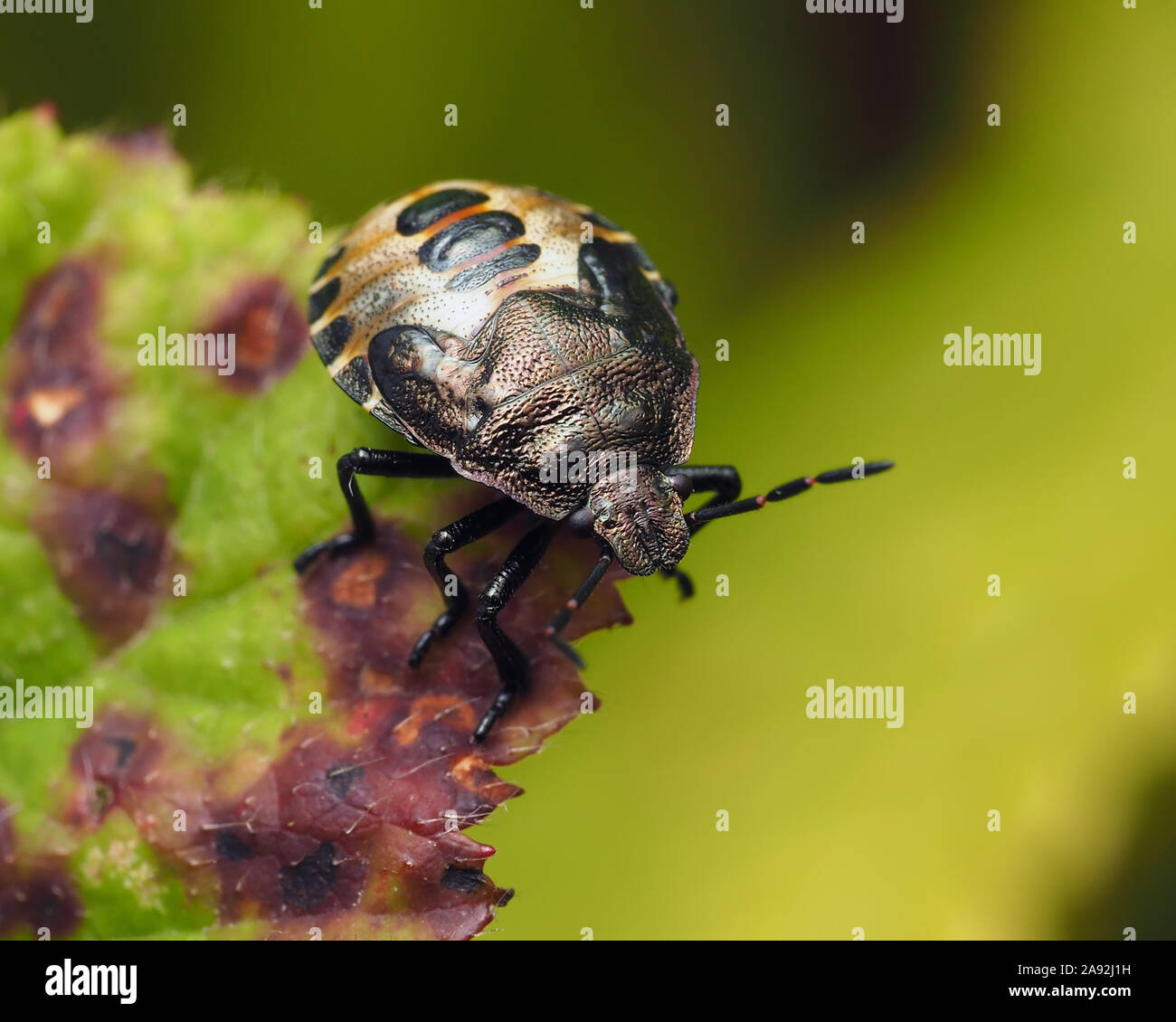Heather shieldbug nymph hi-res stock photography and images - Alamy