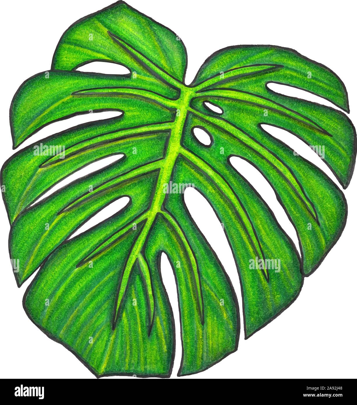 Monstera leaf. Illustration made with colored pencils. Drawn by hand ...