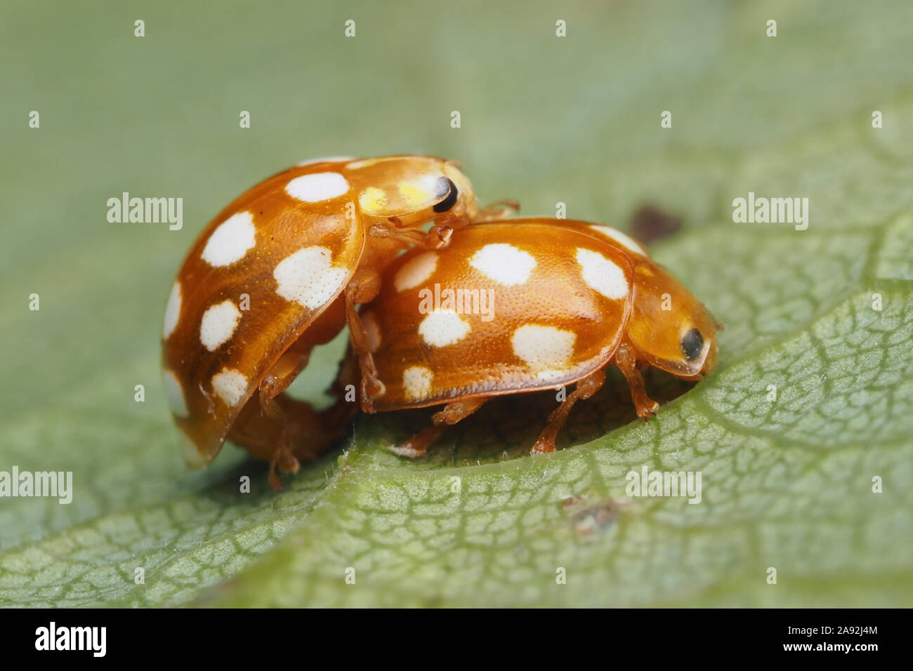 Mating orange ladybirds on underside of sycamore leaf hi-res stock ...