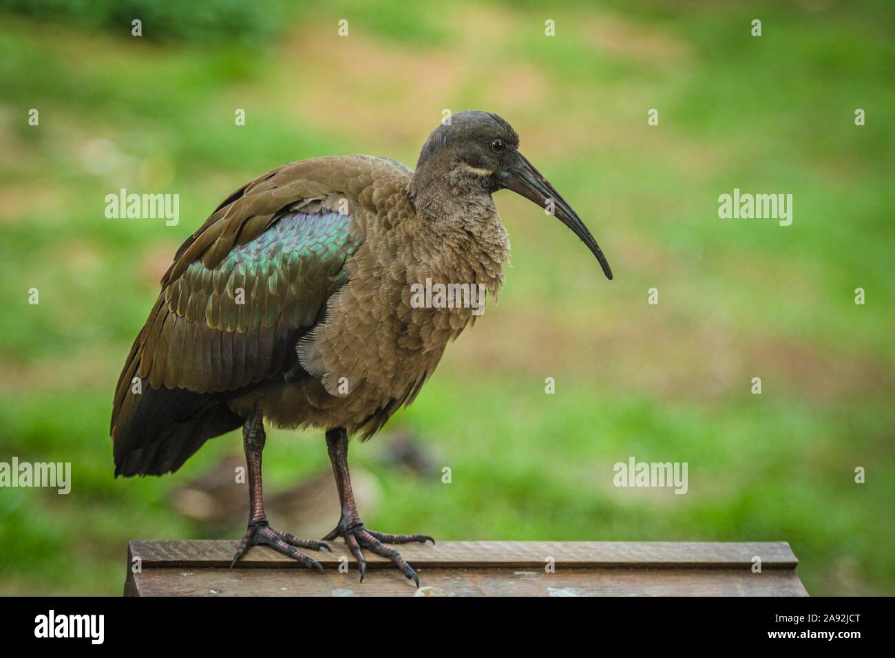 Short curved chunky bill hi-res stock photography and images - Alamy