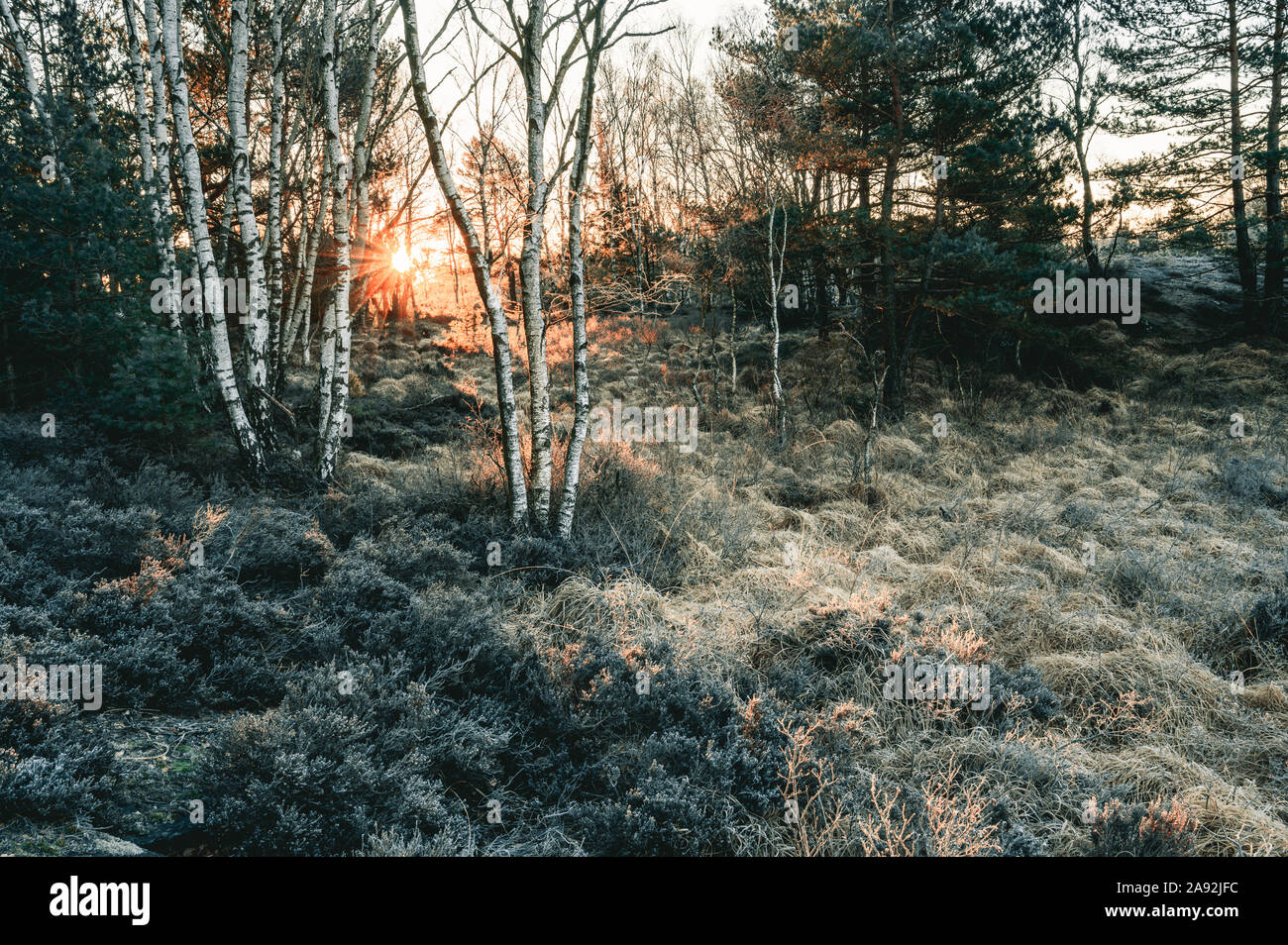 Swamp birch hi-res stock photography and images - Alamy