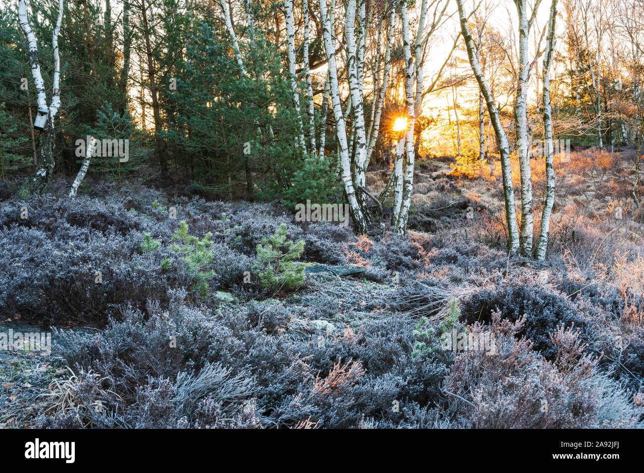 Birch trees at sunset Stock Photo - Alamy