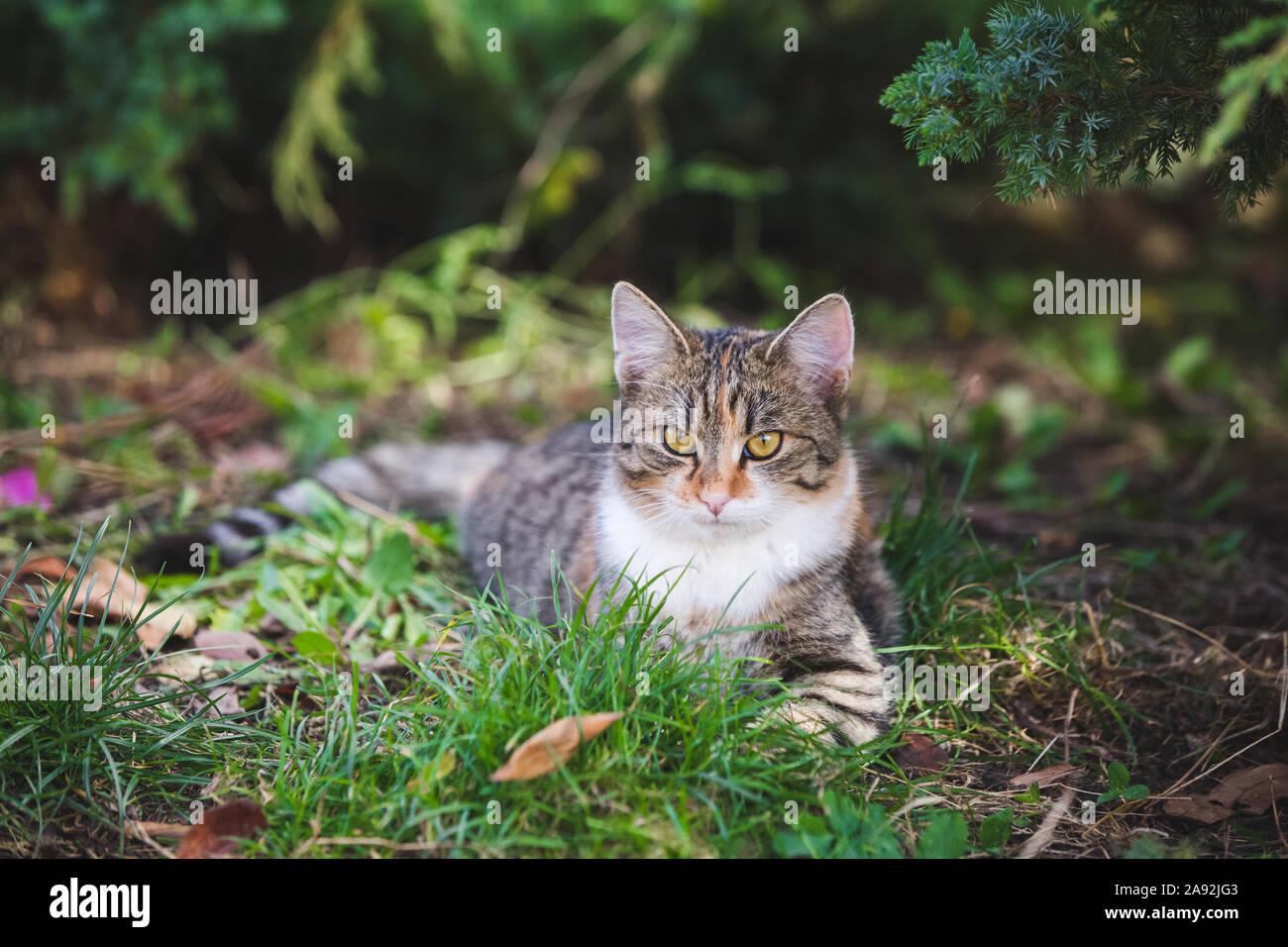 Tabby cat in the garden Stock Photo - Alamy