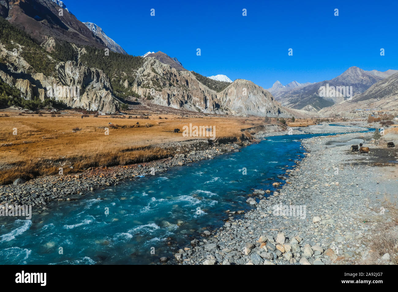 Yaks gazing in the Manang Valley, Annapurna Circuit Trek, Himalayas ...