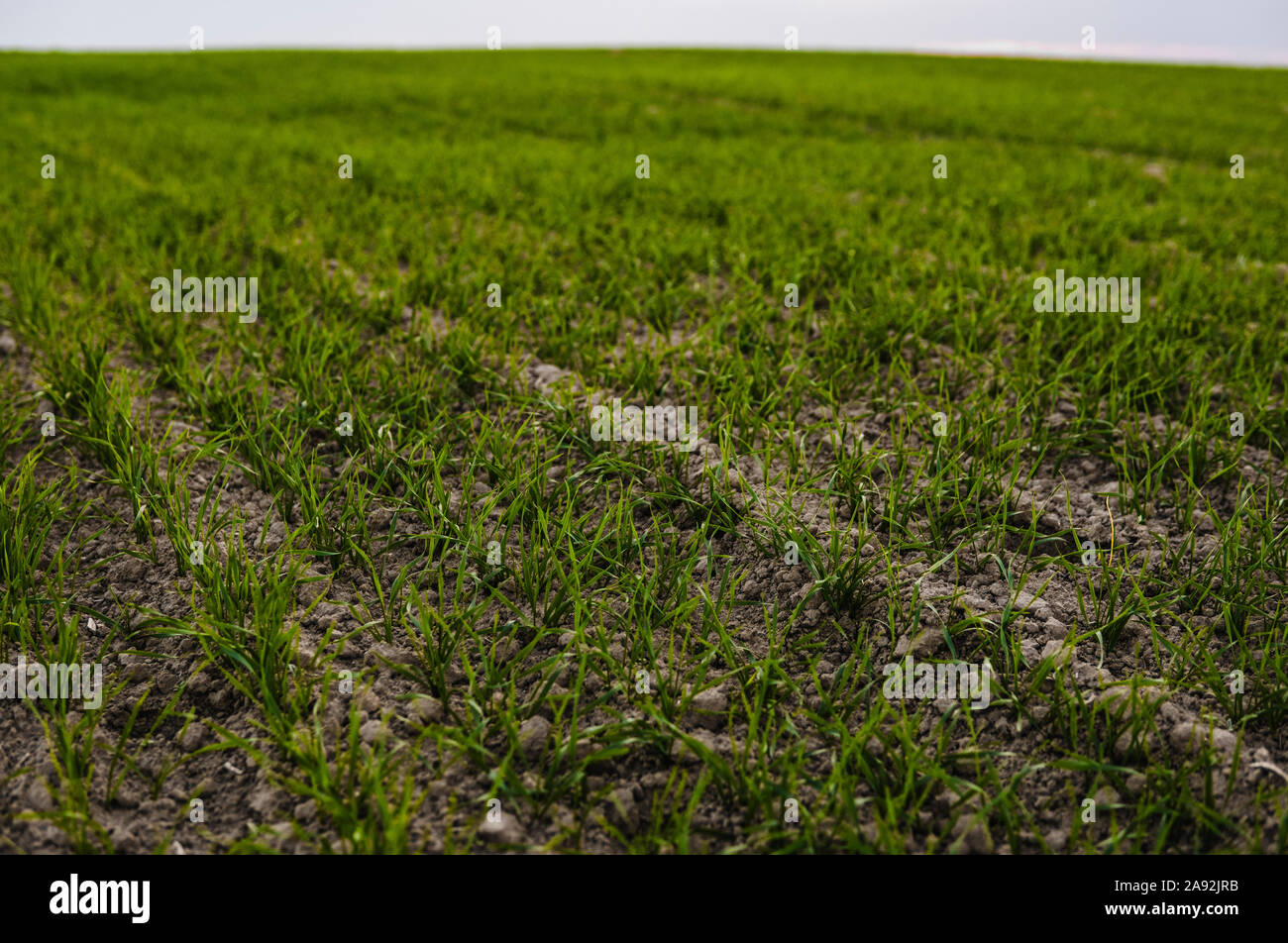 Field of young wheat seedlings growing in autumn. Young green wheat ...