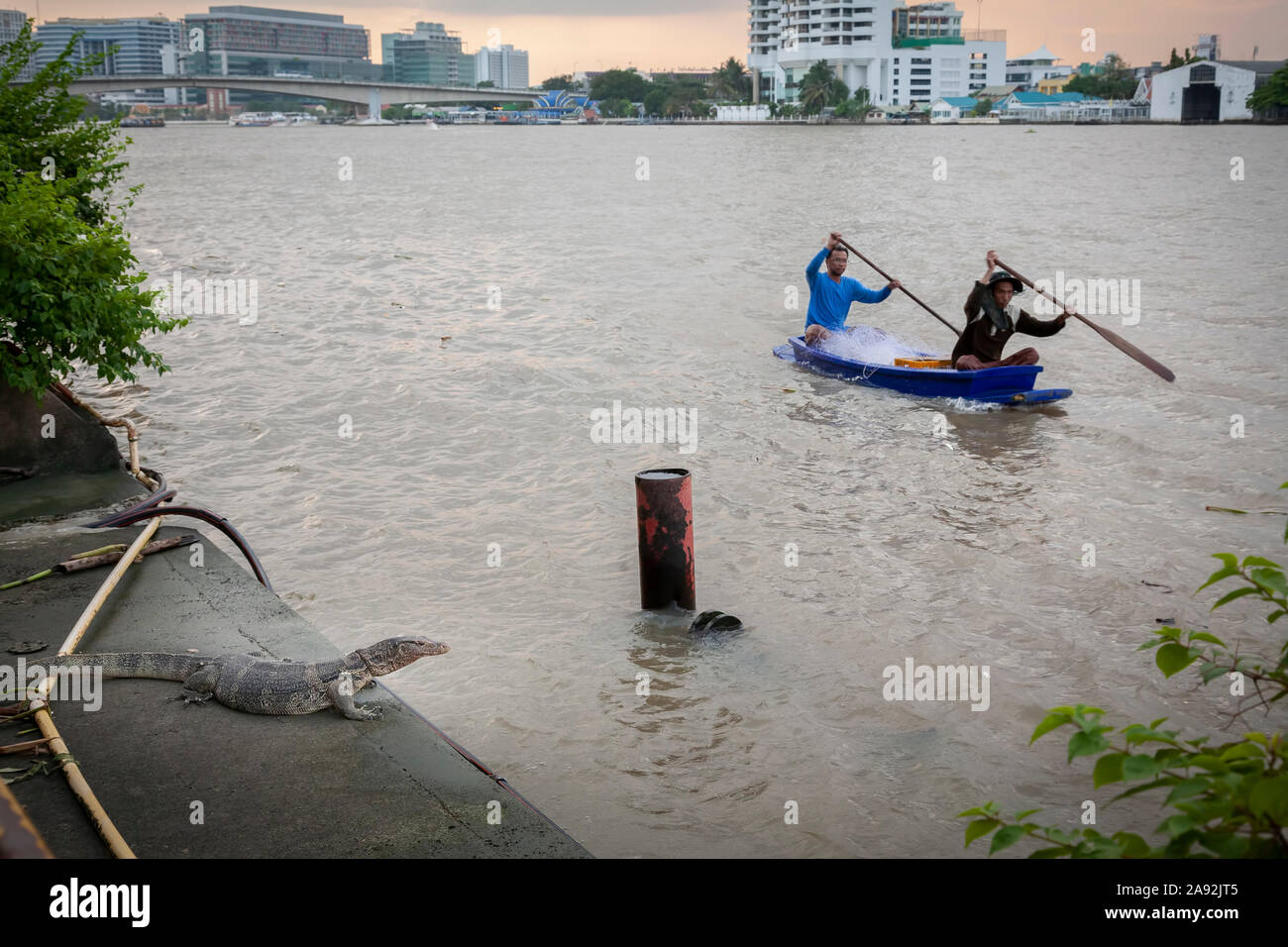 monitor lizard watching 2 men row up the chao phraya Stock Photo - Alamy