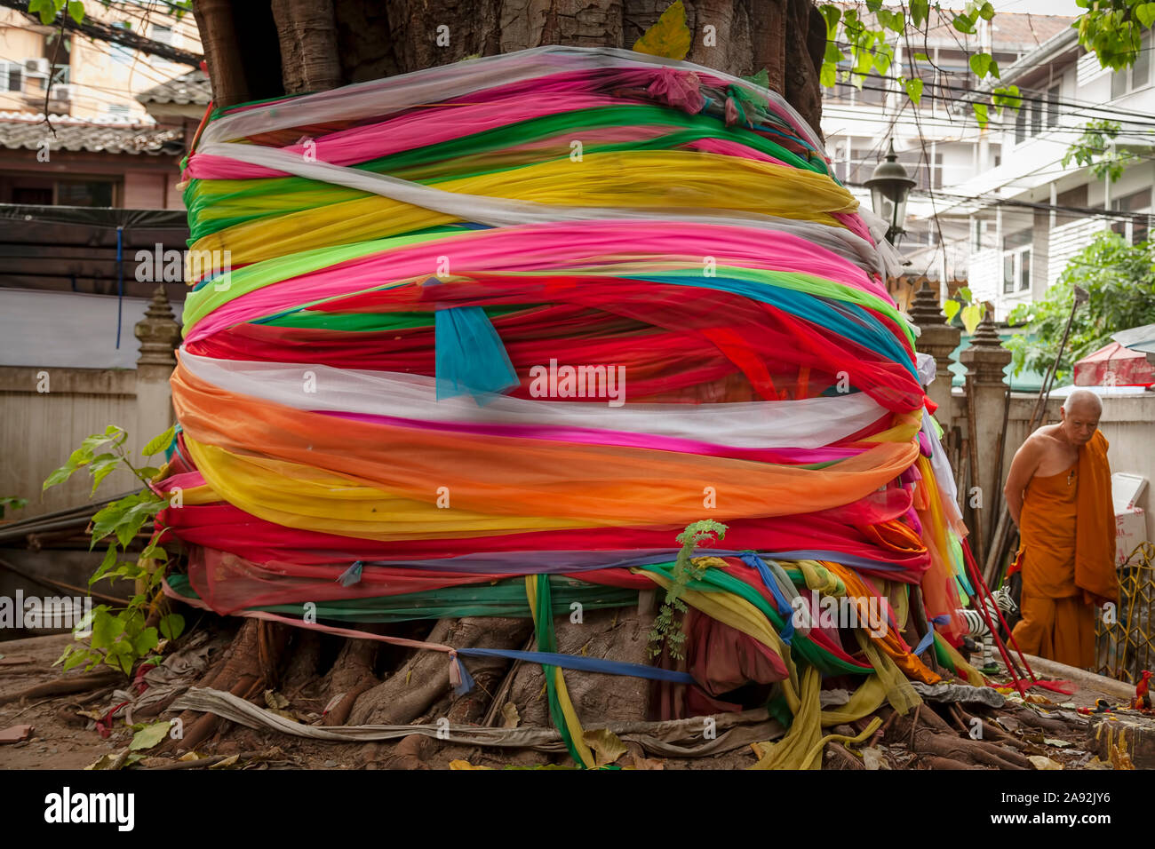 Bangkok tree roots hi-res stock photography and images - Alamy