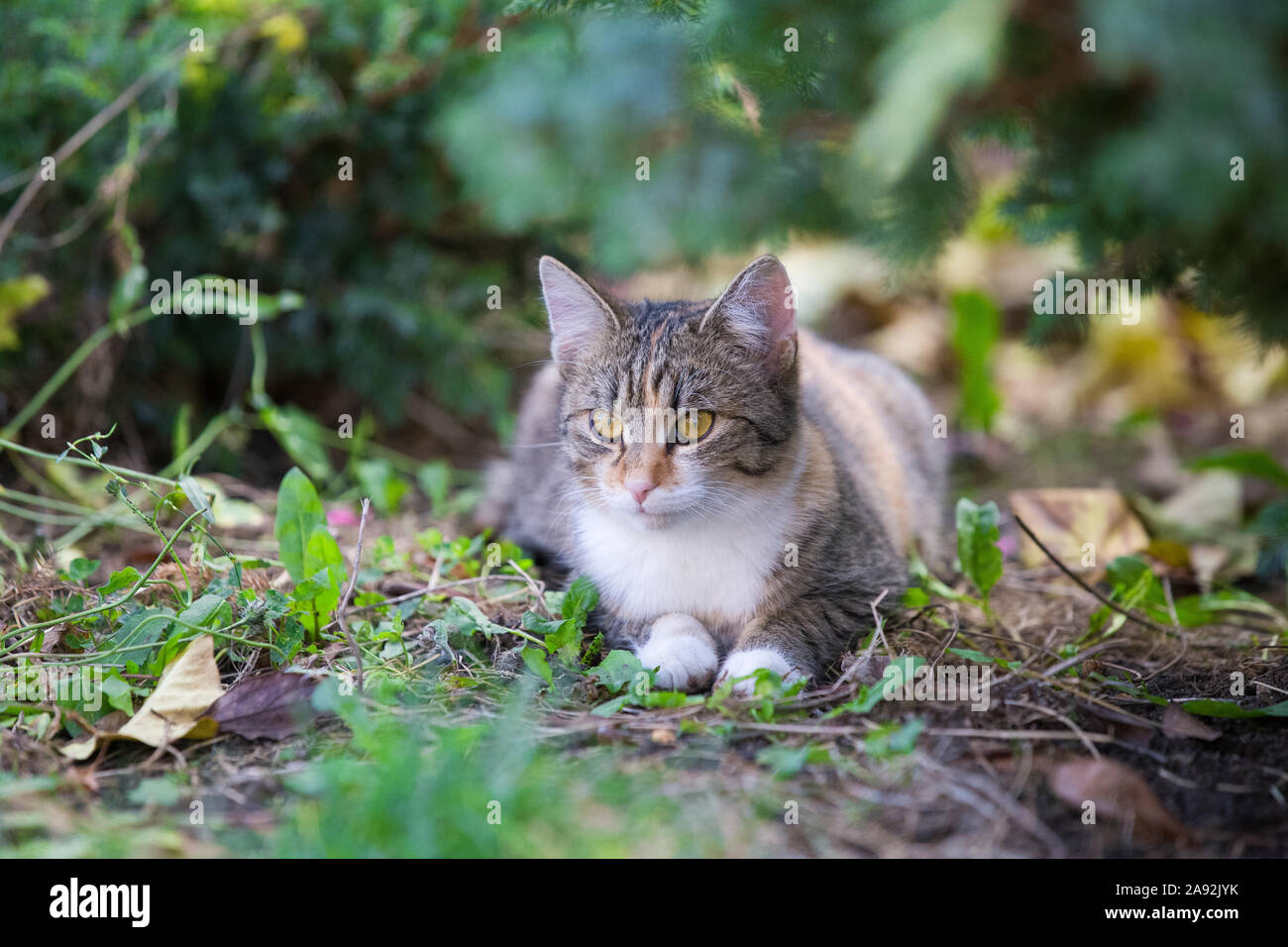 Tabby cat in the garden Stock Photo - Alamy