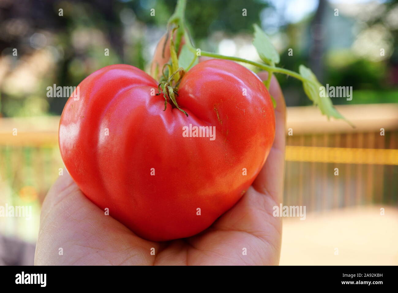 Healthy heart concept (heart health), heart shaped (ox heart) tomato ...