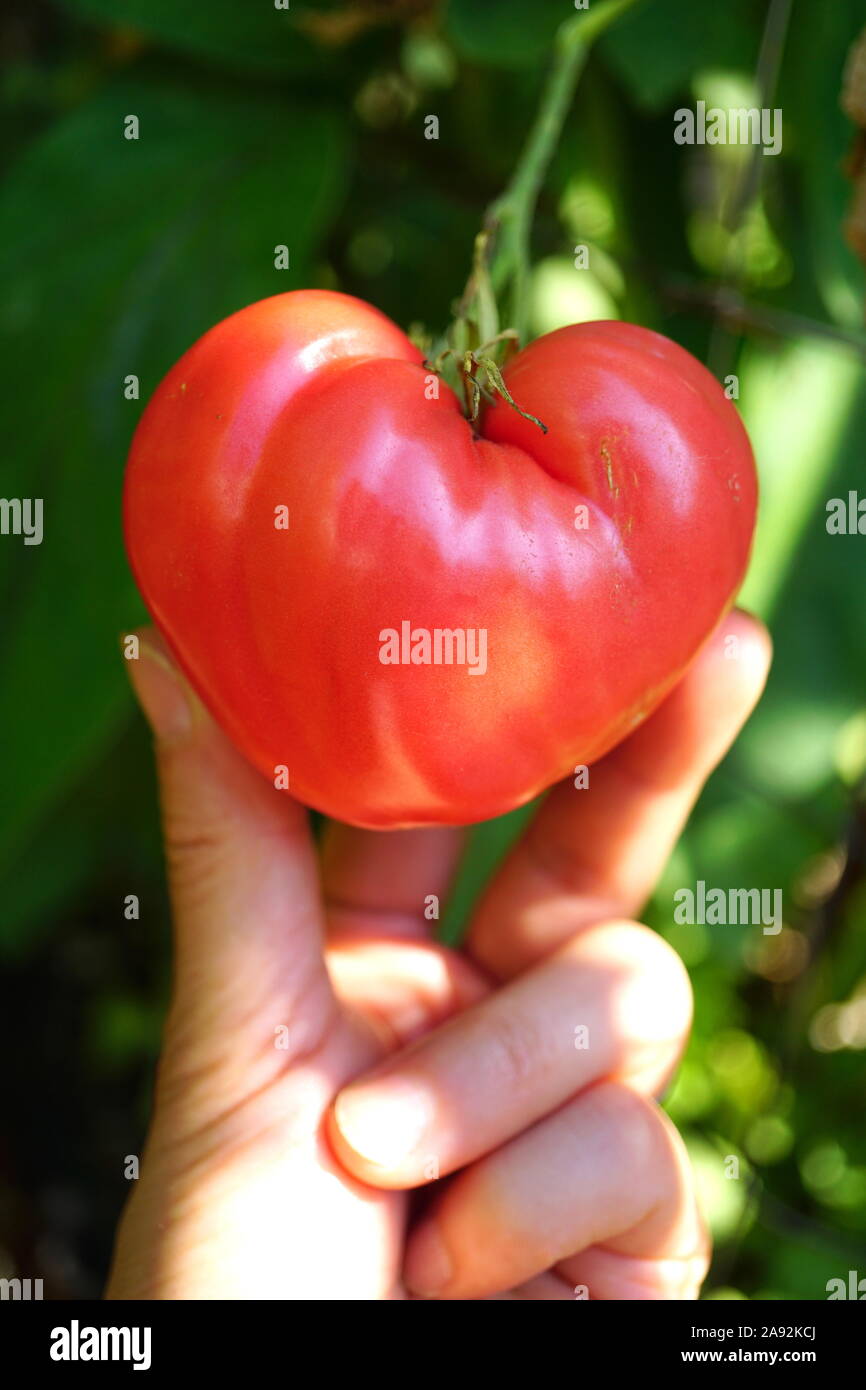 Healthy heart concept (heart health), heart shaped (ox heart) tomato ...