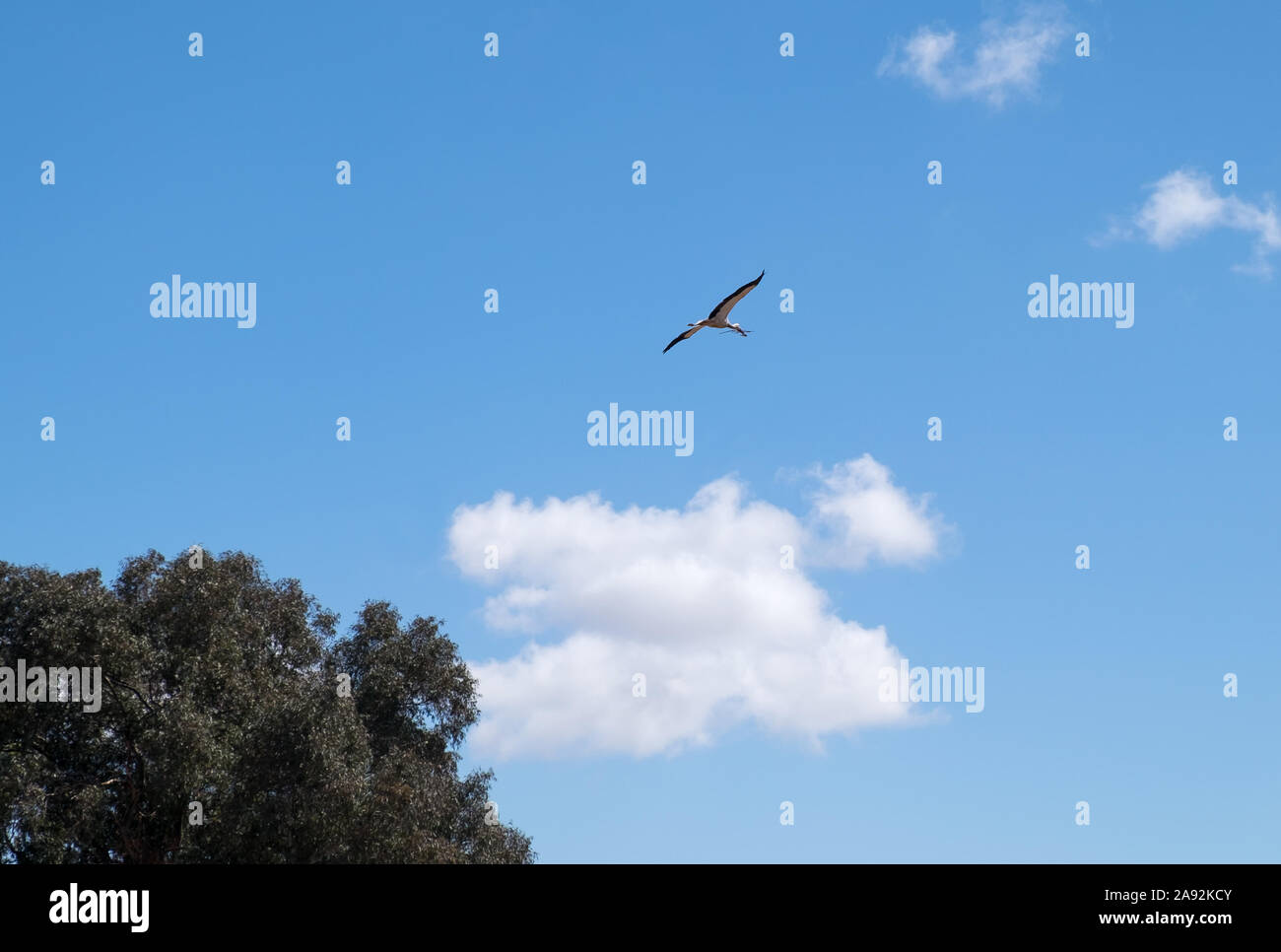 Fliegend hi-res stock photography and images - Alamy