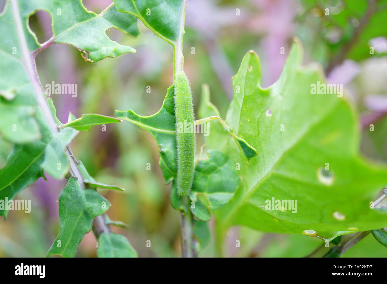 Cabbage moth caterpillar eating Red Russian Kale, garden pests Stock ...