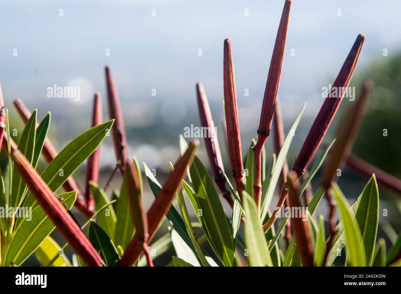 mature pods with oleander seeds Stock Photo - Alamy
