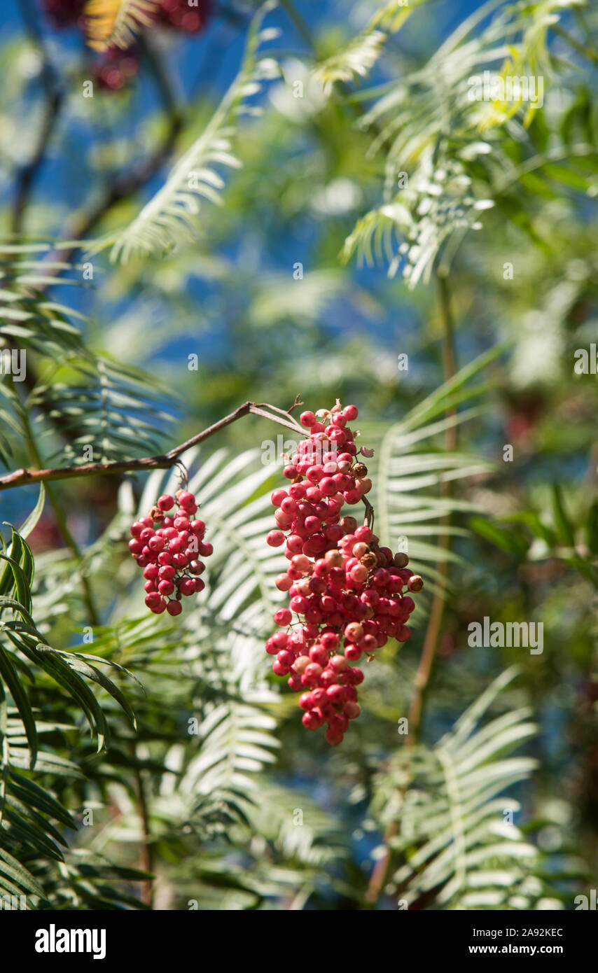 pepper from Peru with red fruits Stock Photo - Alamy