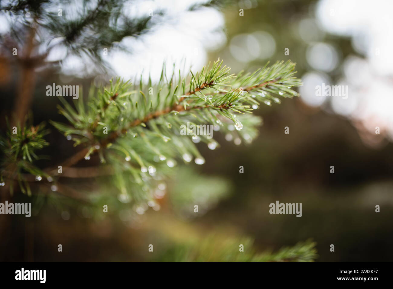 Conifer close to water hi-res stock photography and images - Alamy