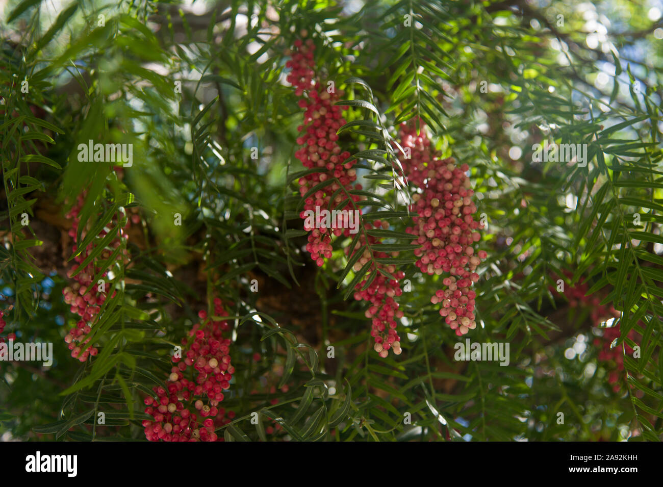 pepper from Peru with red fruits Stock Photo - Alamy
