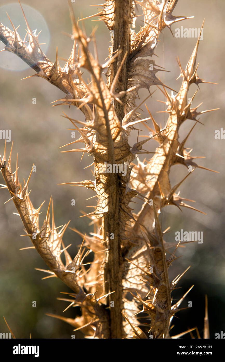 thorns on the trunk of a dry thistle Stock Photo - Alamy