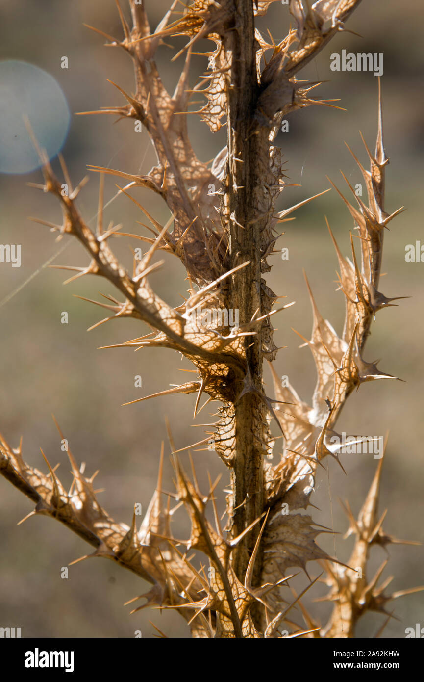 thorns on the trunk of a dry thistle Stock Photo - Alamy