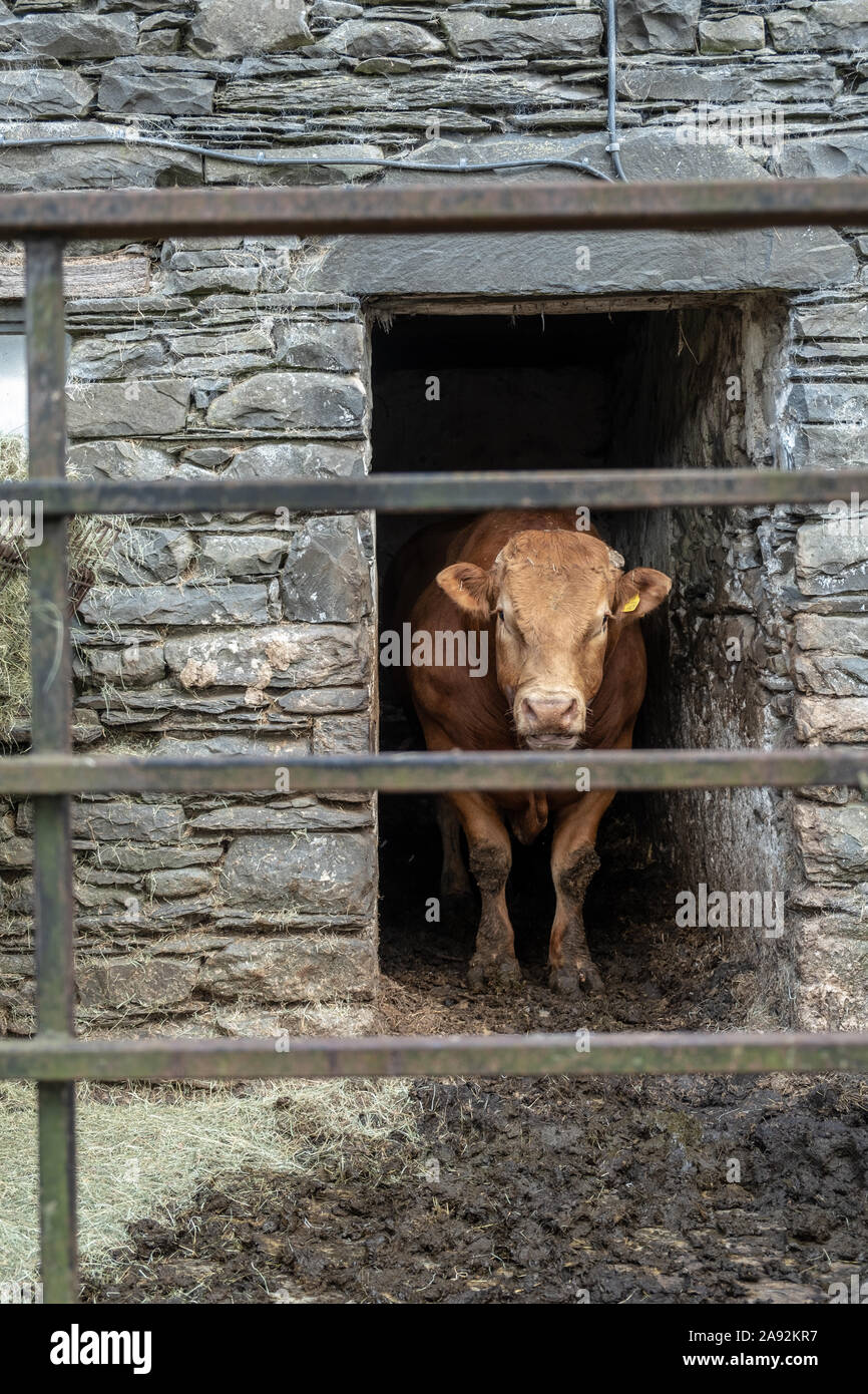 Bull in a pen in a farm yard in the Lake district national park Stock ...
