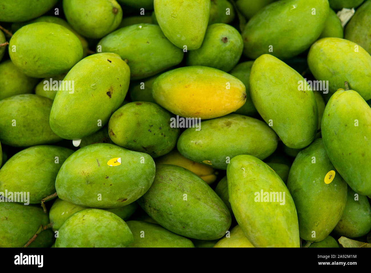 Texture of green juicy fresh mango fruit. Group of fresh green mango ...