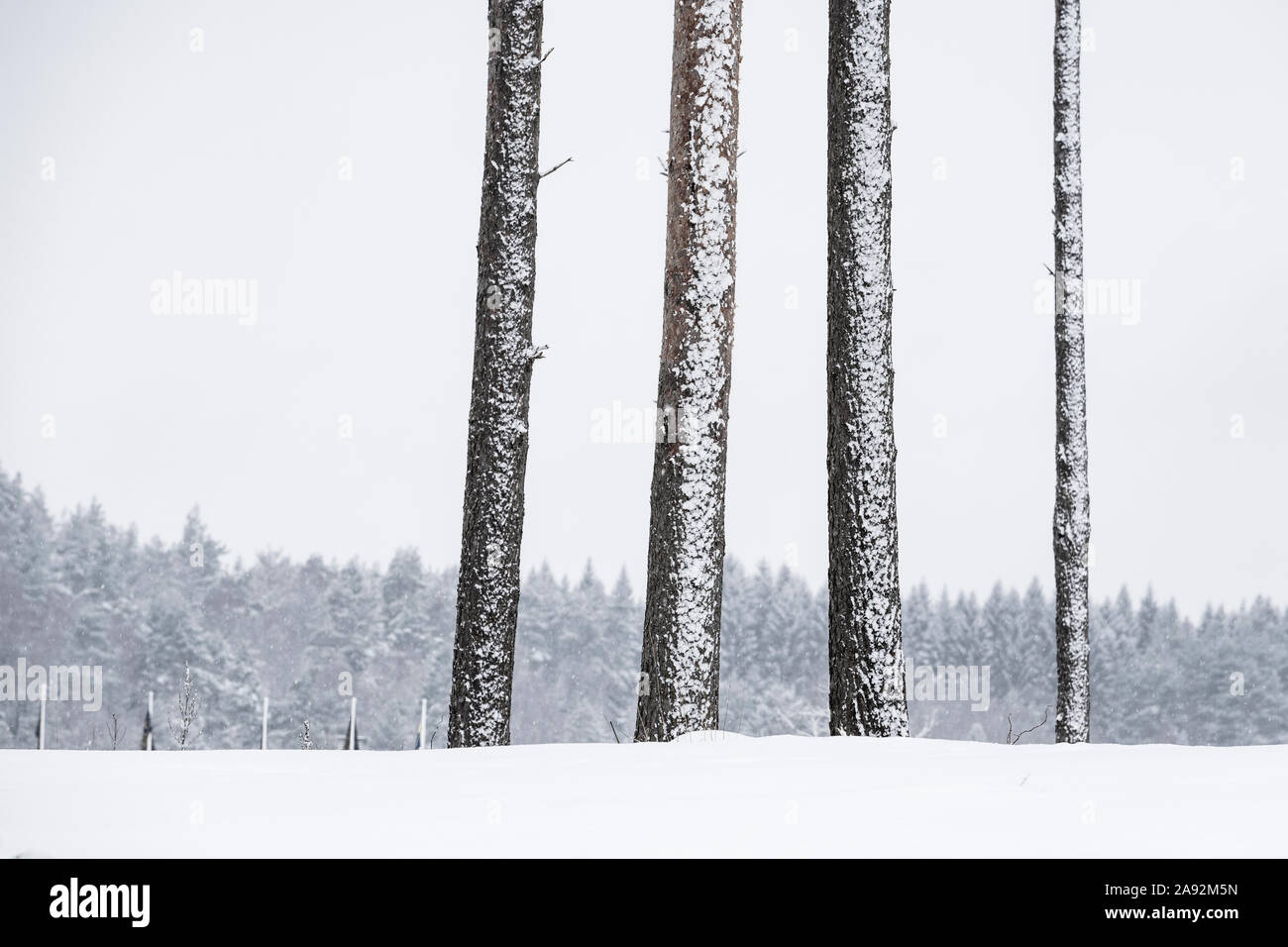 Trees at winter Stock Photo - Alamy