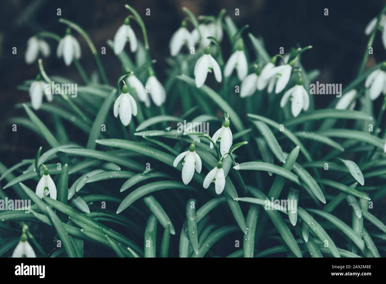 Snowdrops image hi-res stock photography and images - Alamy