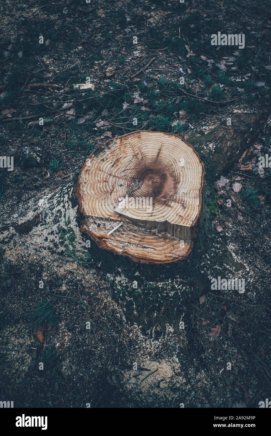 Section image hi-res stock photography and images - Alamy