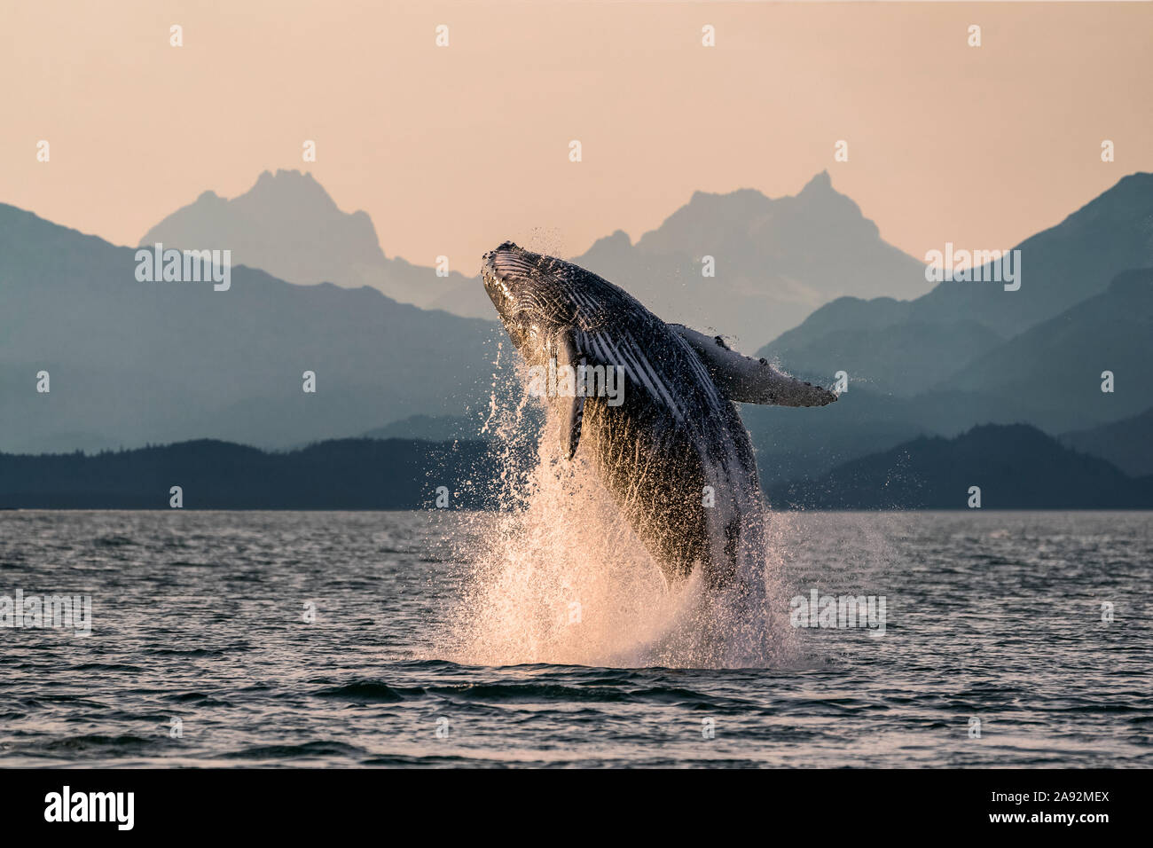 Inside of blue whale hi-res stock photography and images - Alamy