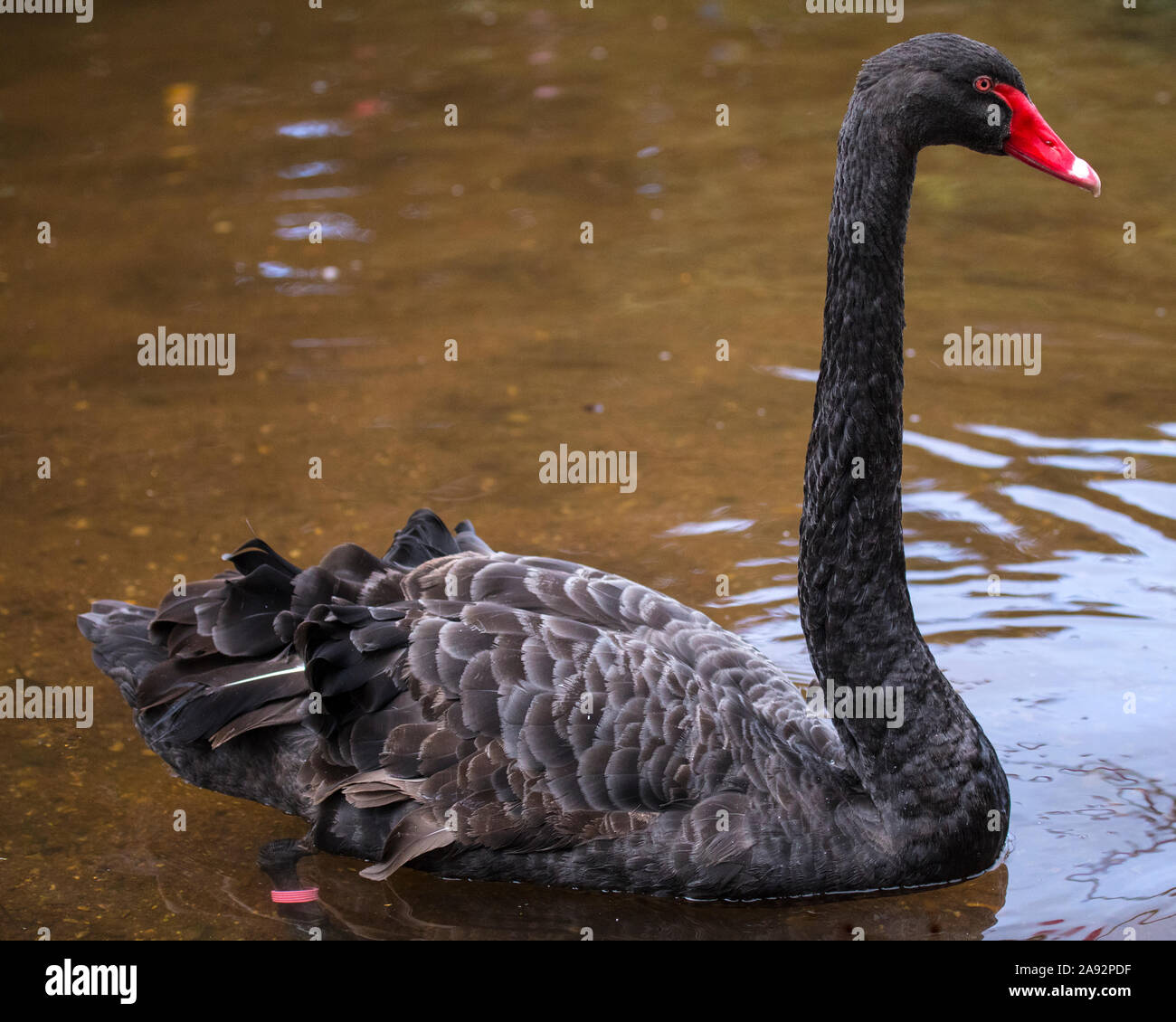 A Black Swan in the seaside town of Dawlish in Devon, UK. The town is ...
