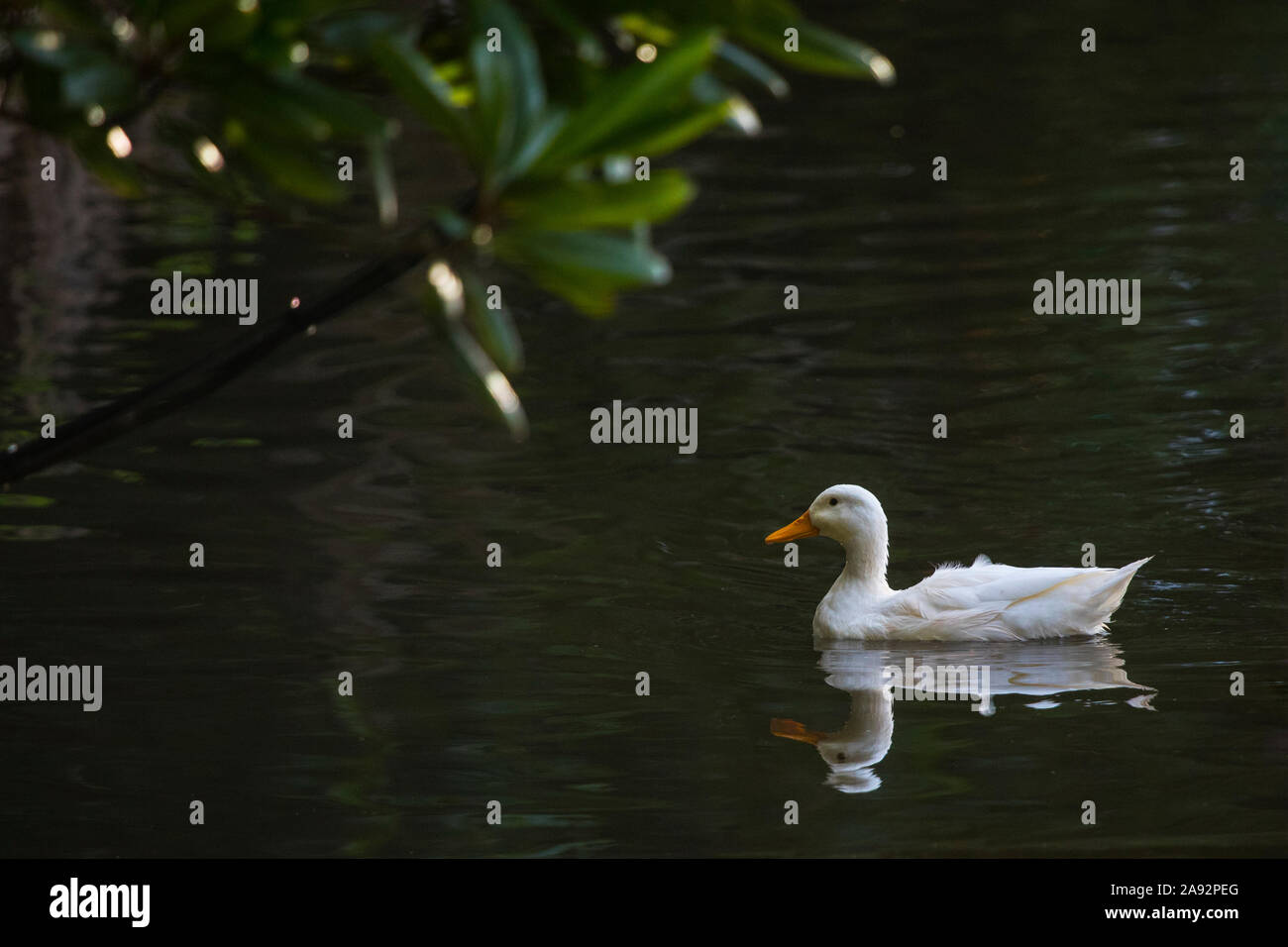 A duck swimming in the stream in the coastal town of Dawlish in Devon ...