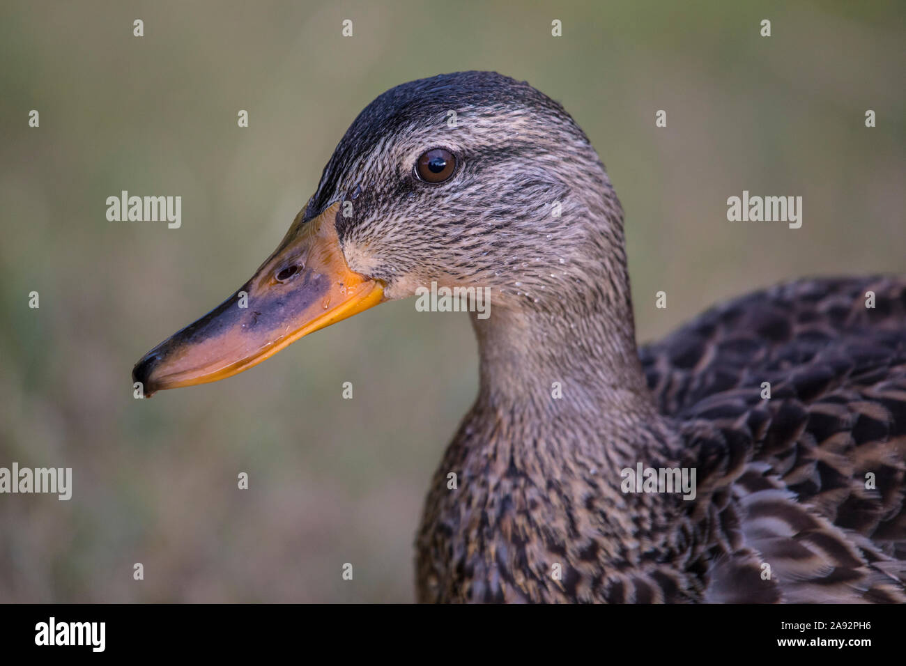 A close-up of a duck in the coastal town of Dawlish in Devon, UK Stock ...